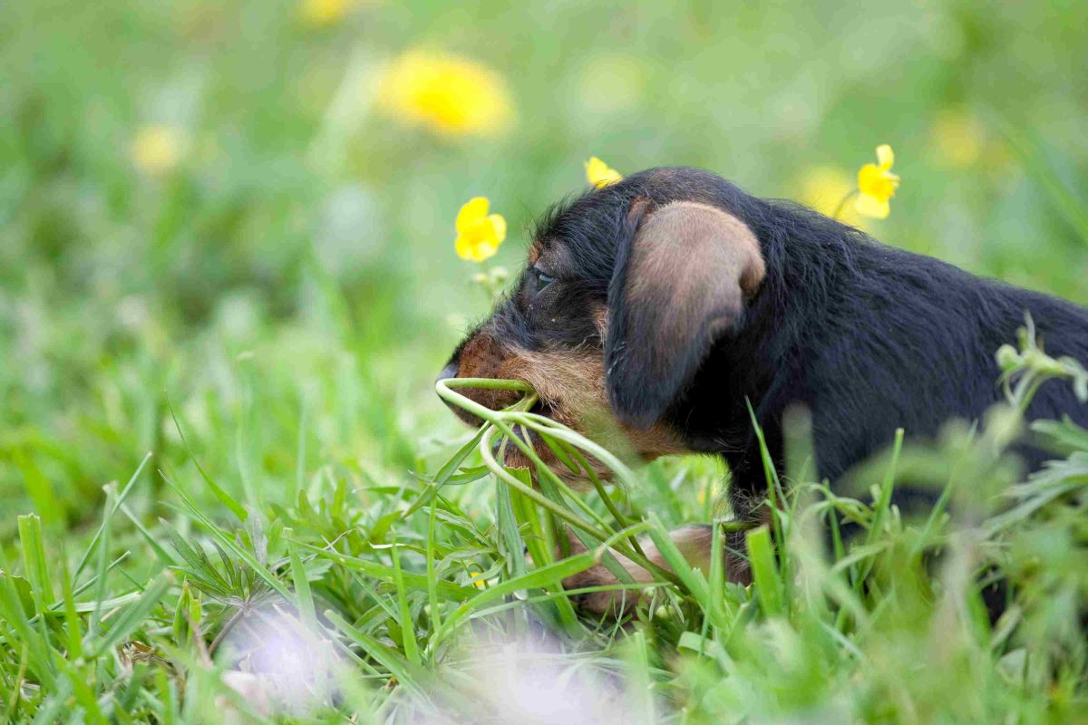 Clic Animaux: Plateforme de générosité pour Animaux en détresse